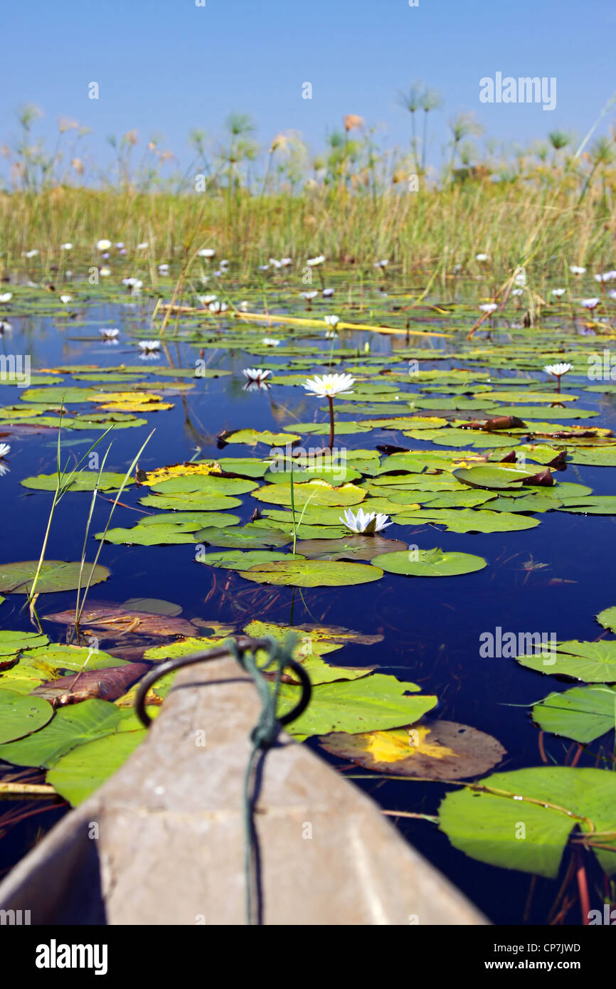 On tour in the Okavango-Delta Botsuana, nature Stock Photo - Alamy