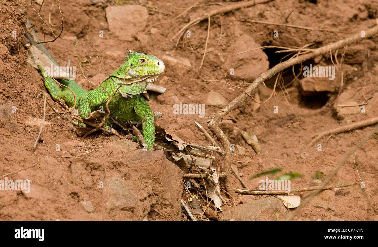 Lesser Antillean Iguana next to its nesting burrow near Champagne Bay ...