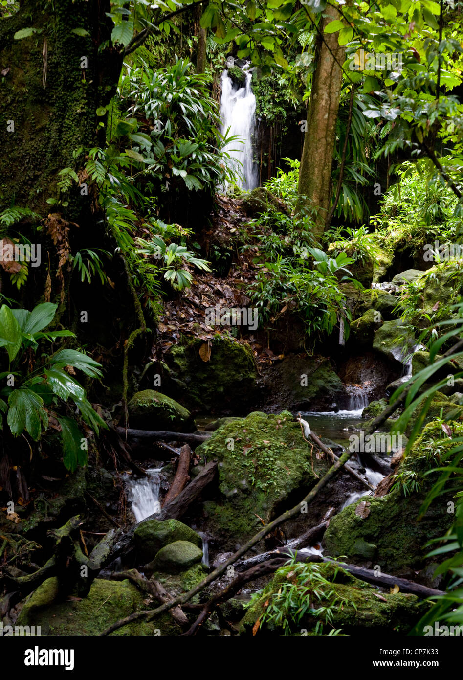 The Emerald Pool waterfall in the rain forest of Morne Trois Pitons in ...