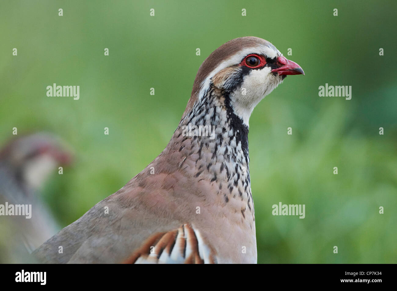 Red legged partridge, Alectoris rufa or French partridge, East ...