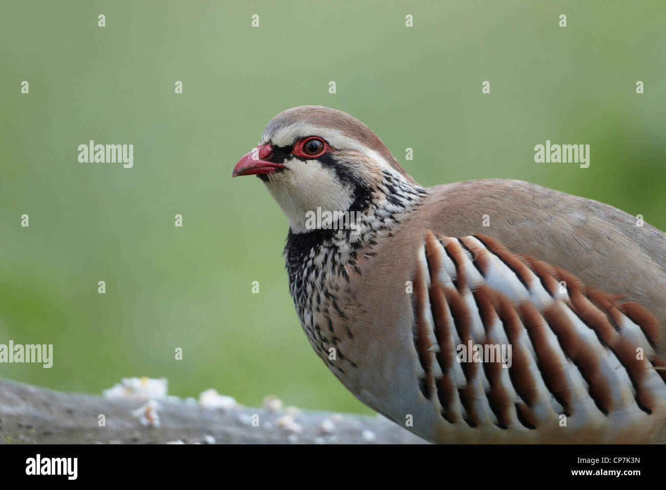 Red legged partridge, Alectoris rufa or French partridge, East ...