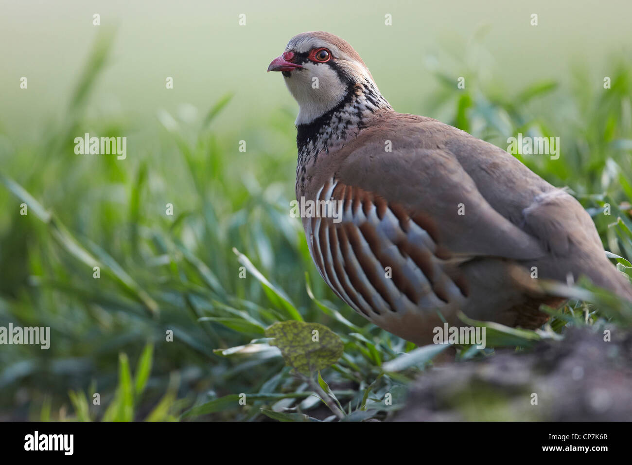 Red Legged Partridge, Alectoris rufa, UK Stock Photo - Alamy