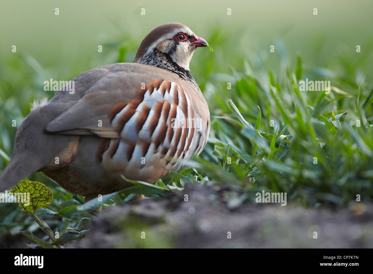Red Legged Partridge, Alectoris rufa, UK Stock Photo - Alamy