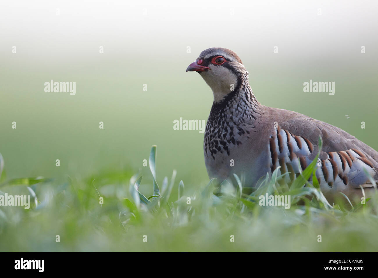Red Legged Partridge, Alectoris rufa, UK Stock Photo - Alamy