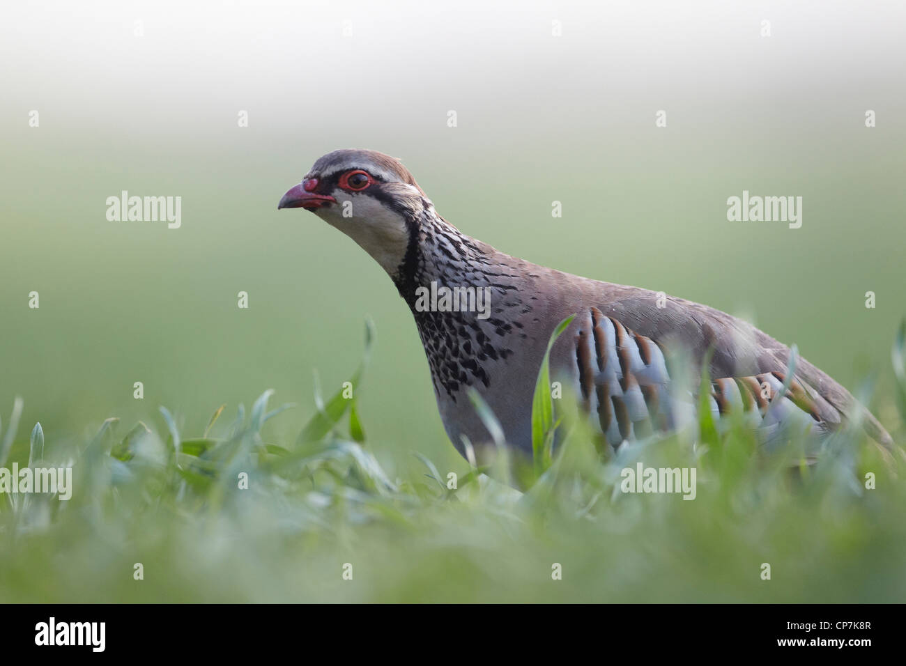 Red Legged Partridge, Alectoris rufa, UK Stock Photo - Alamy