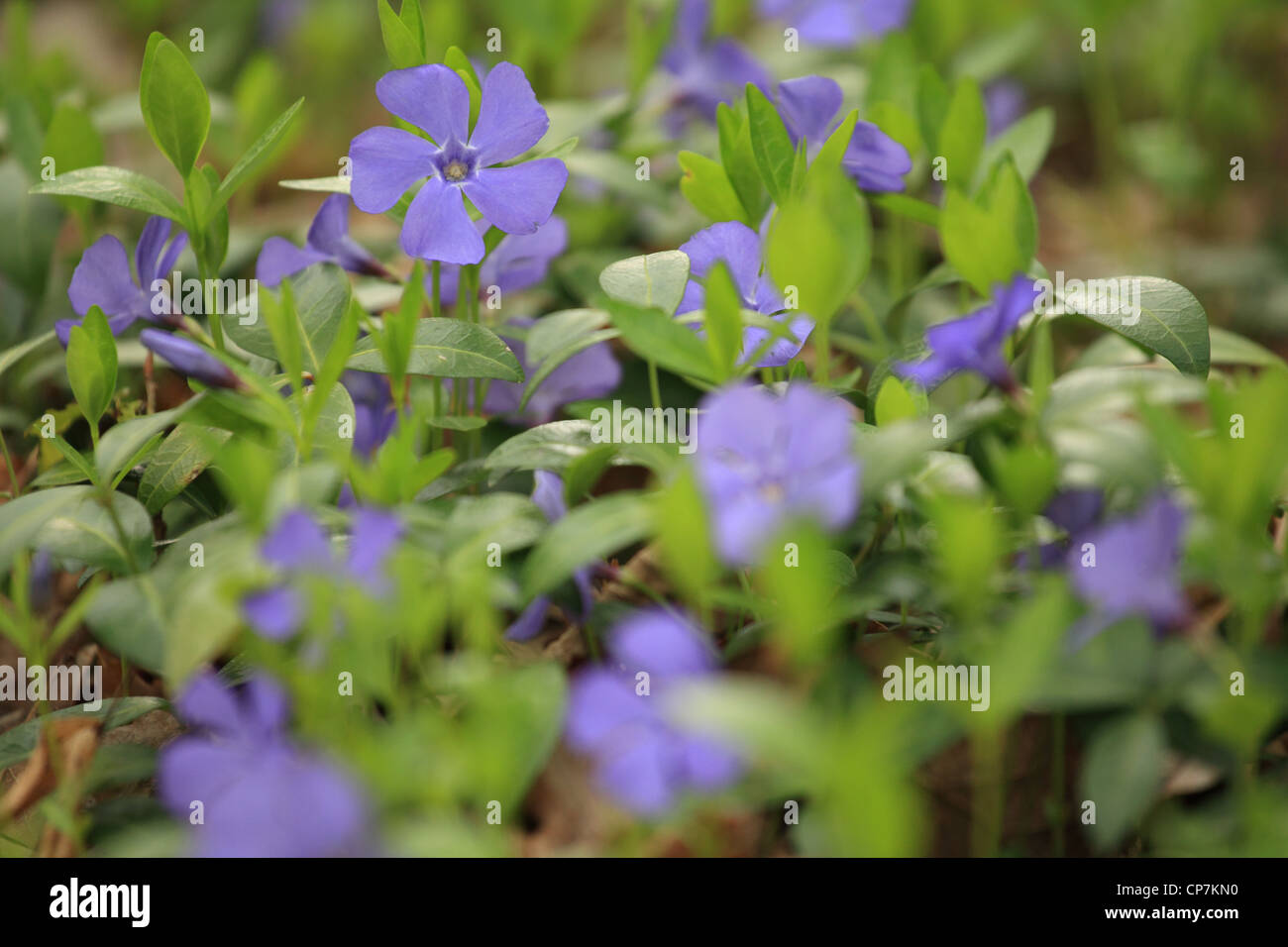 Blue Periwinkle Flowers High Resolution Stock Photography and Images ...