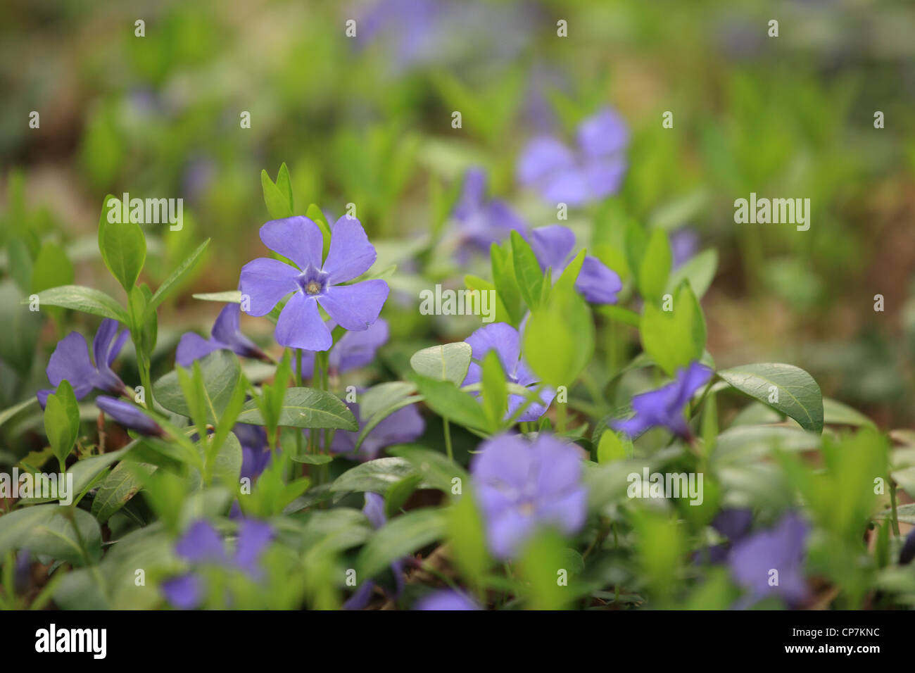 The blue flowers of Lesser periwinkle (Vinca minor) create a forest groundcover, Male Karpaty ...