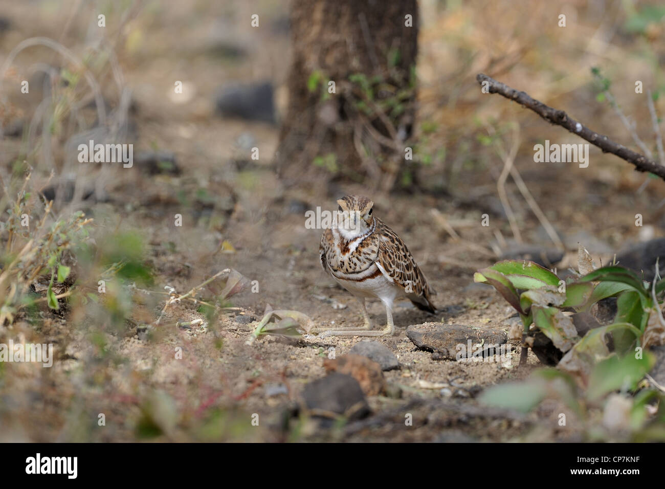 Heuglin's Courser - Three-banded Courser (Rhinoptilus cinctus) hidden ...