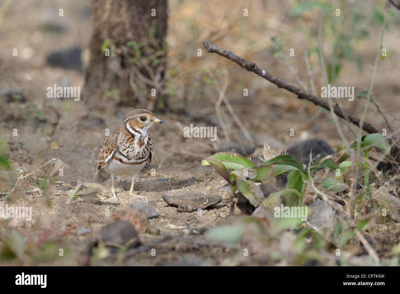 Threebanded courser hi-res stock photography and images - Alamy