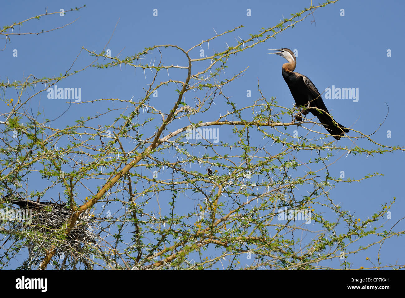 Anhingidae kenya hi-res stock photography and images - Alamy