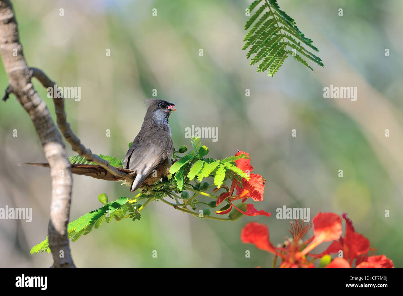 Speckled Mousebird (Colius striatus) eating a flower in a tree Lake ...