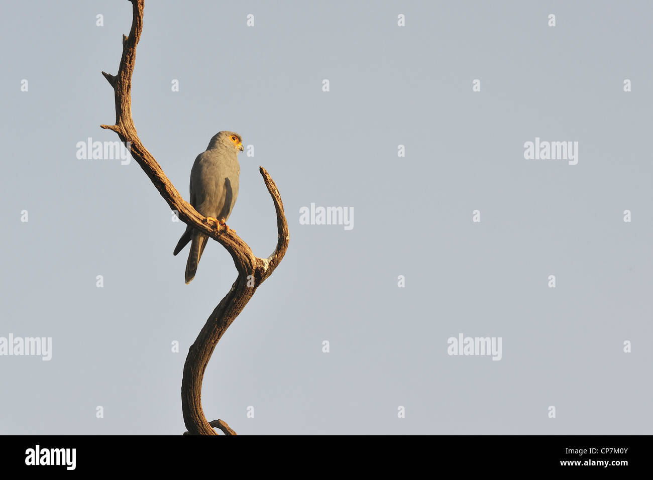 Grey kestrel hi-res stock photography and images - Alamy