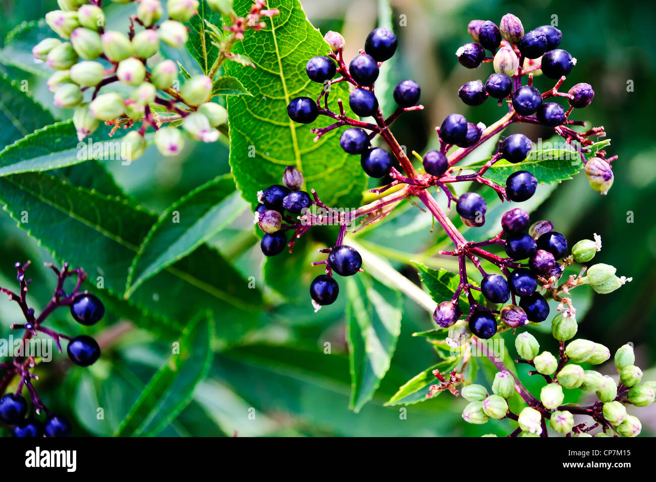 Cluster Of Purple Berries High Resolution Stock Photography and Images ...