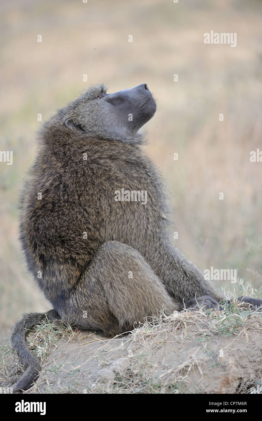 Olive baboon - Anubis baboon (Papio anubis) big male sitting on the ...