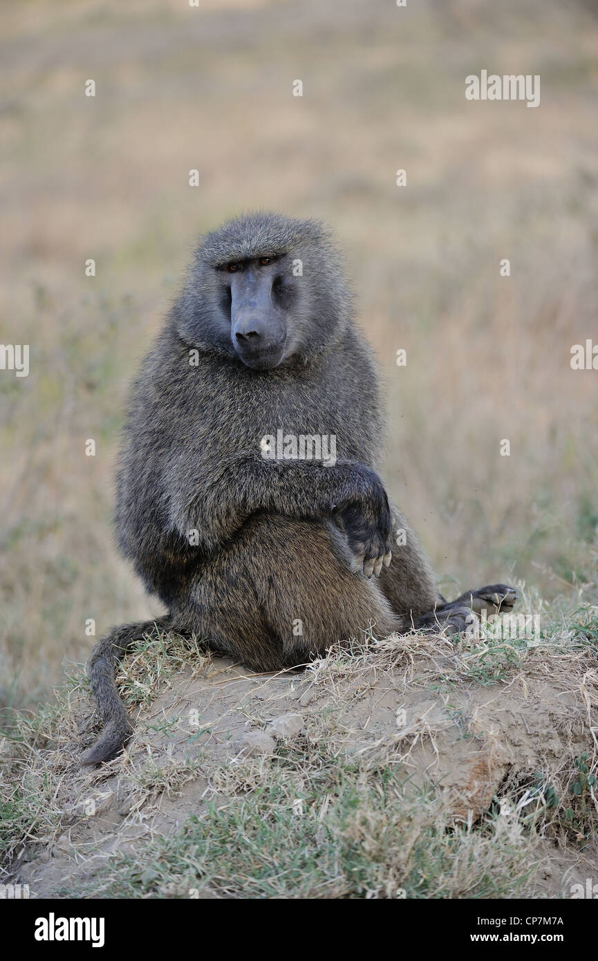 Olive baboon - Anubis baboon (Papio anubis) big male sitting on the ...