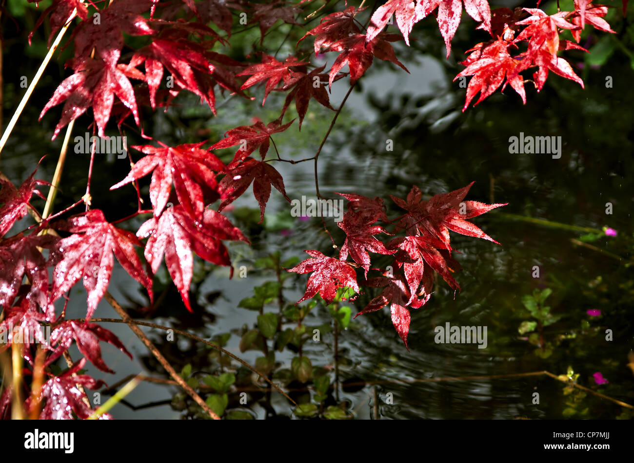 Red Japanese Maple Tree leaves above a pond after rain Stock Photo - Alamy