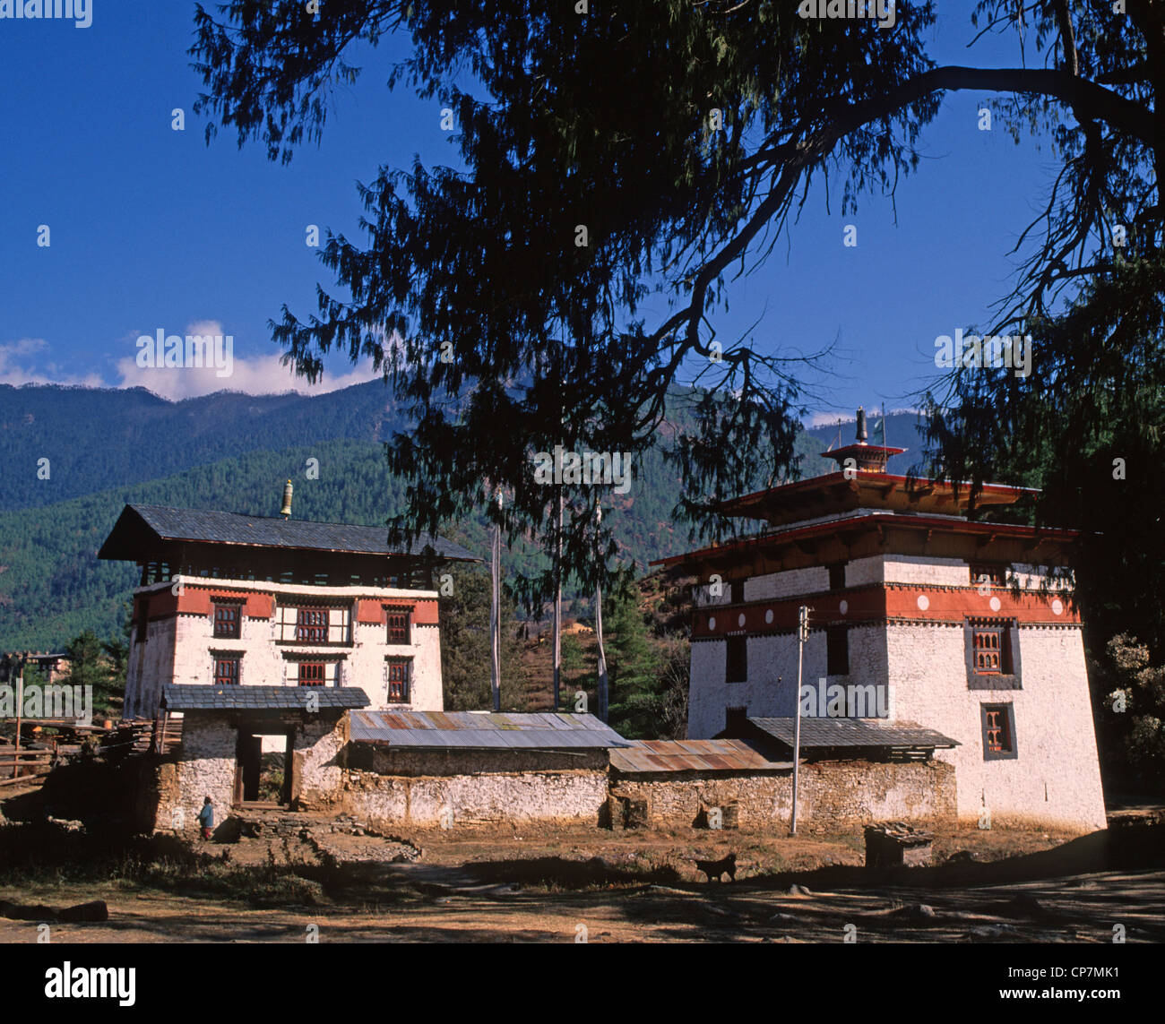 Zampa hi-res stock photography and images - Alamy