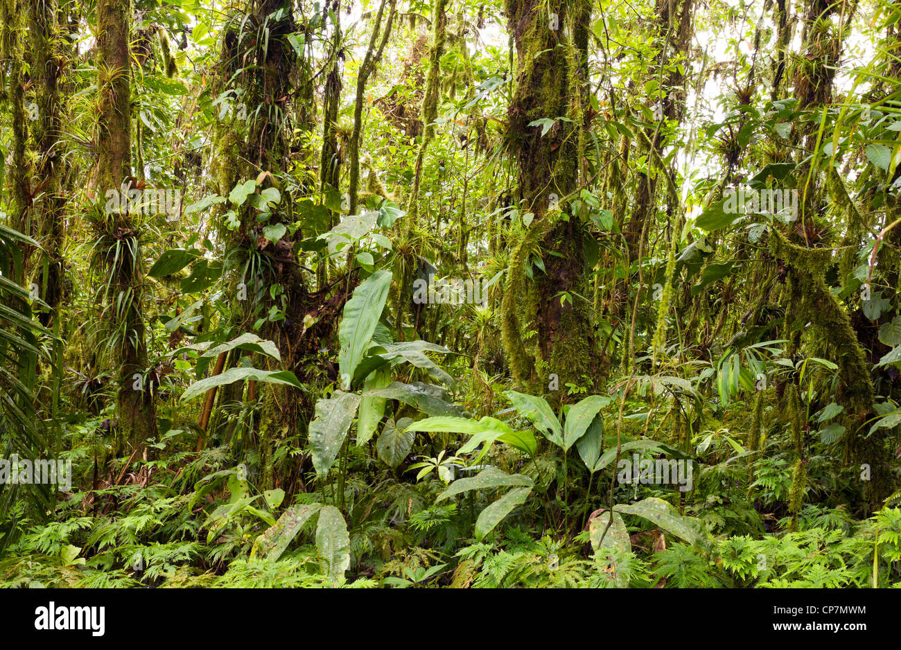 Interior of humid cloudforest on the coastal range in western Ecuador ...