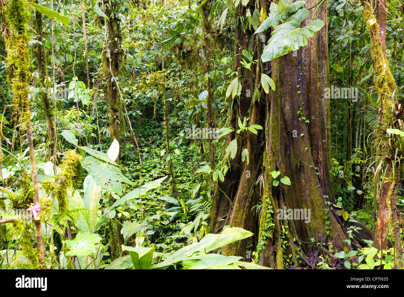 Rainforest giant. An exceptionally large tree in tropical rainforest on ...