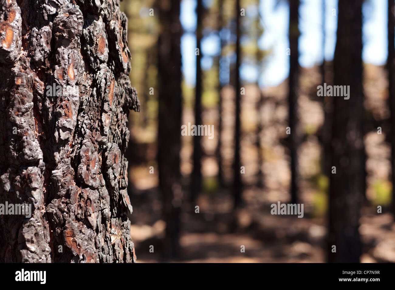 Close up detail of Pinus canariensis bark and out of focus trees in ...