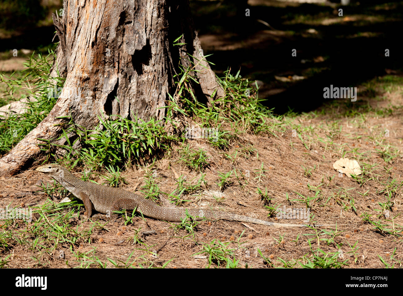 A Water Monitor Lizard (Varanus salvator andamanensis), endemic to ...
