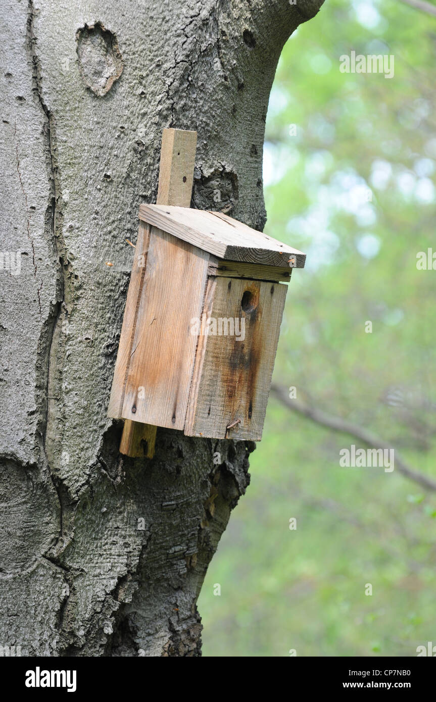 wooden bird feeder on huge tree Stock Photo - Alamy