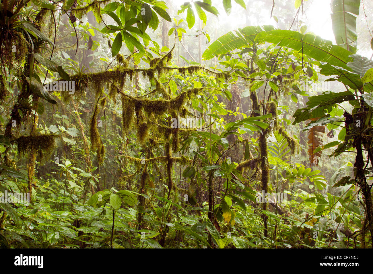 Interior of humid cloudforest with mist blowing through, on the coastal ...
