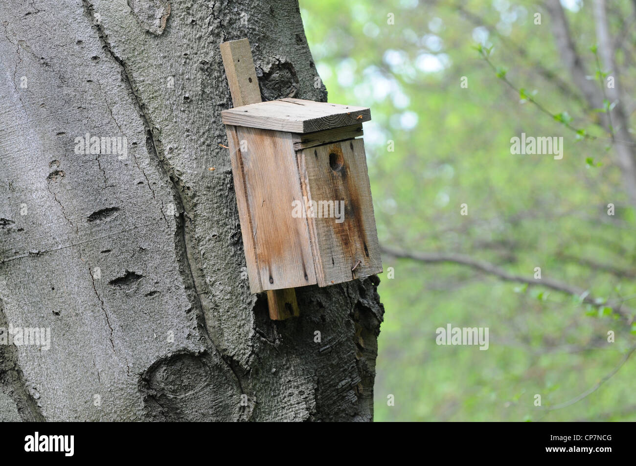 wooden bird feeder on huge tree Stock Photo - Alamy