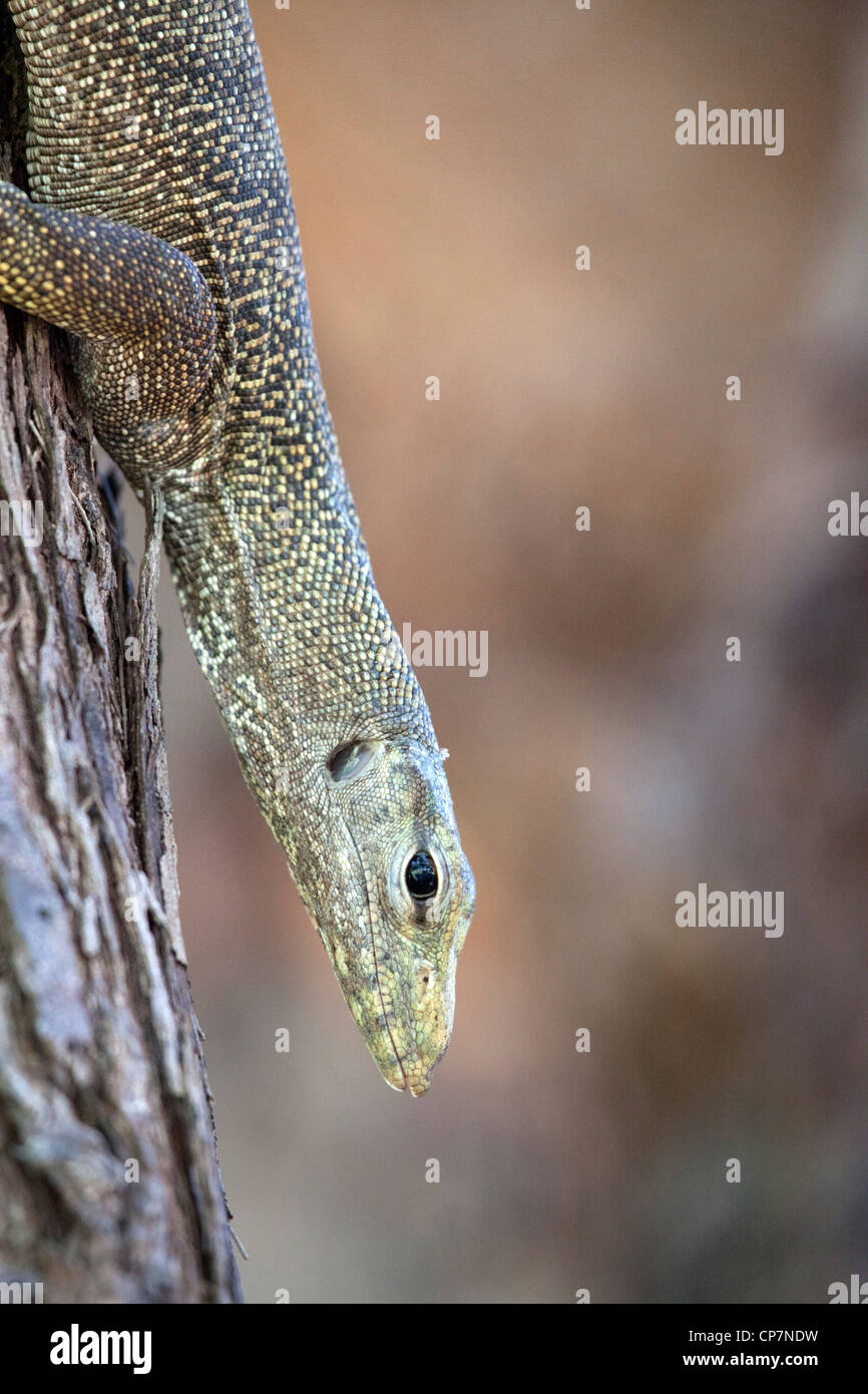A Water Monitor Lizard (Varanus salvator andamanensis), endemic to the ...