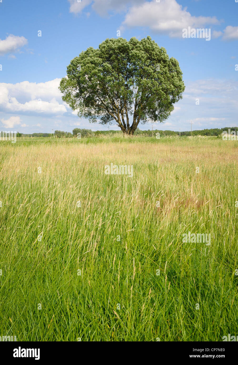 single branchy tree on a meadow, Mazovia region in Poland Stock Photo ...