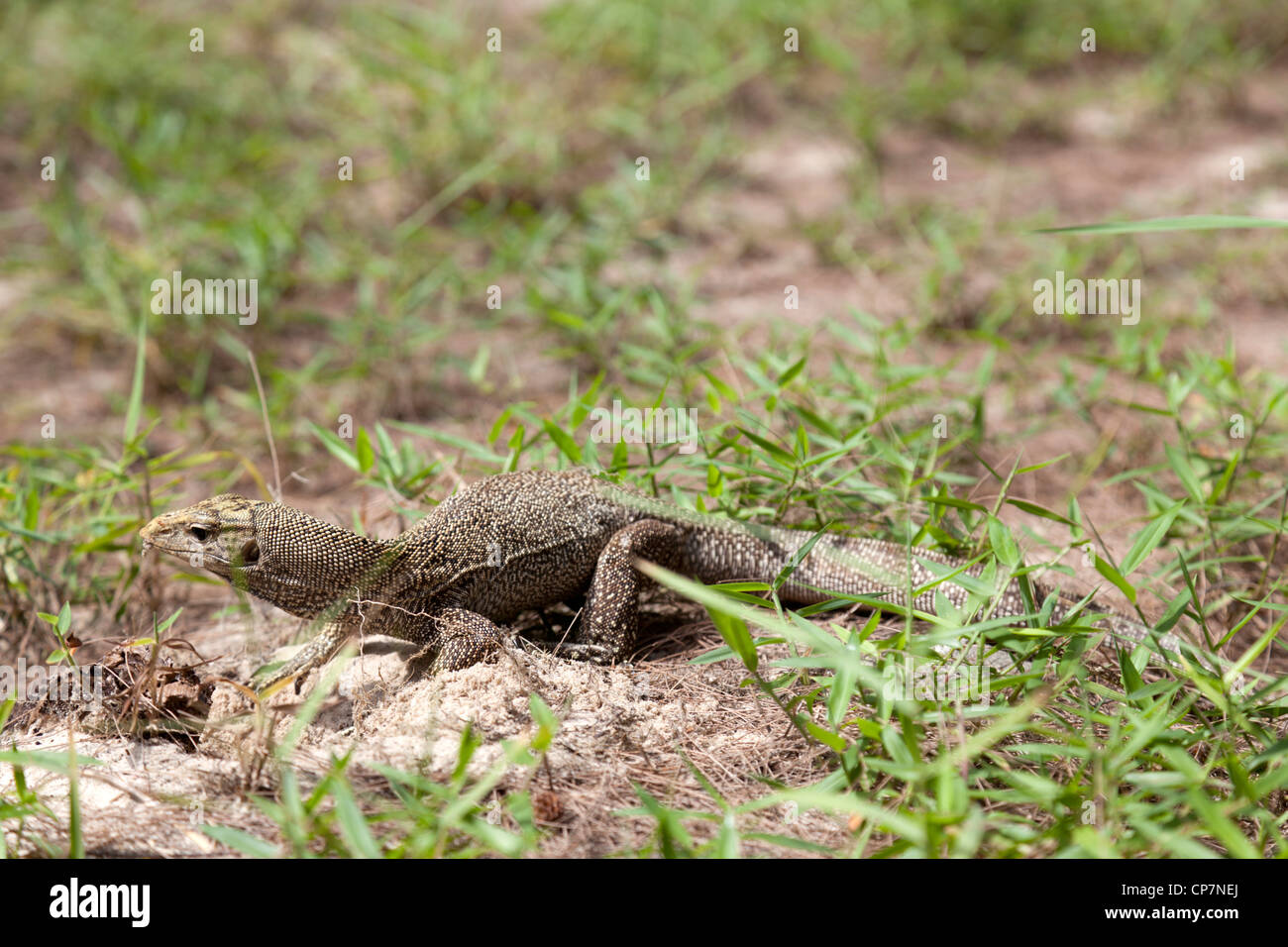 A Water Monitor Lizard (Varanus salvator andamanensis), endemic to the ...
