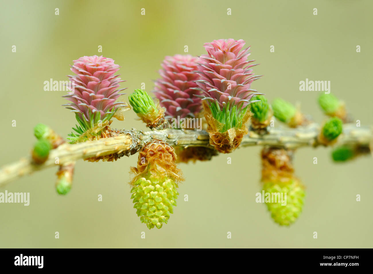 Pollen cones and ovulate cones of larch tree Stock Photo - Alamy