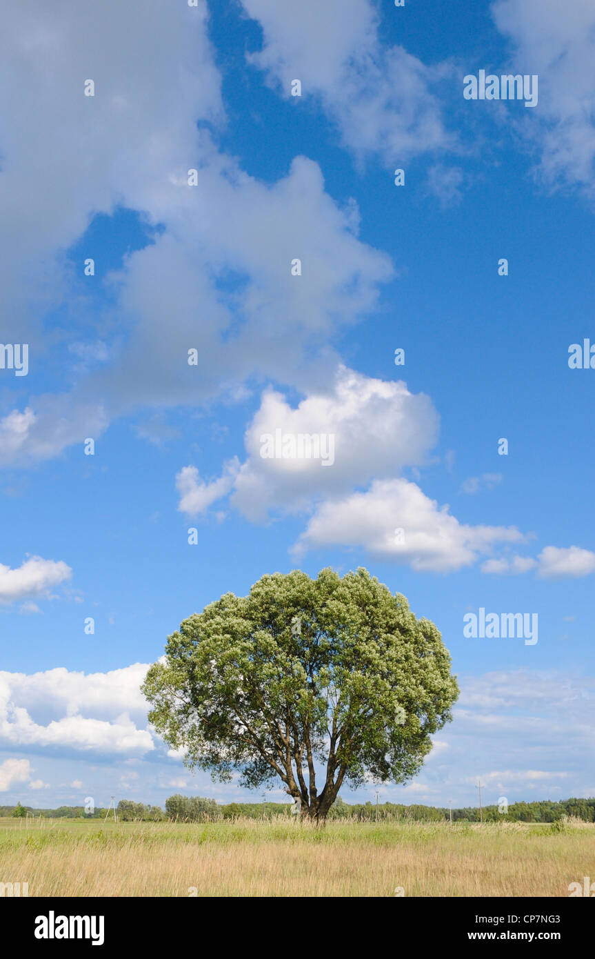 Branchy tree hi-res stock photography and images - Alamy