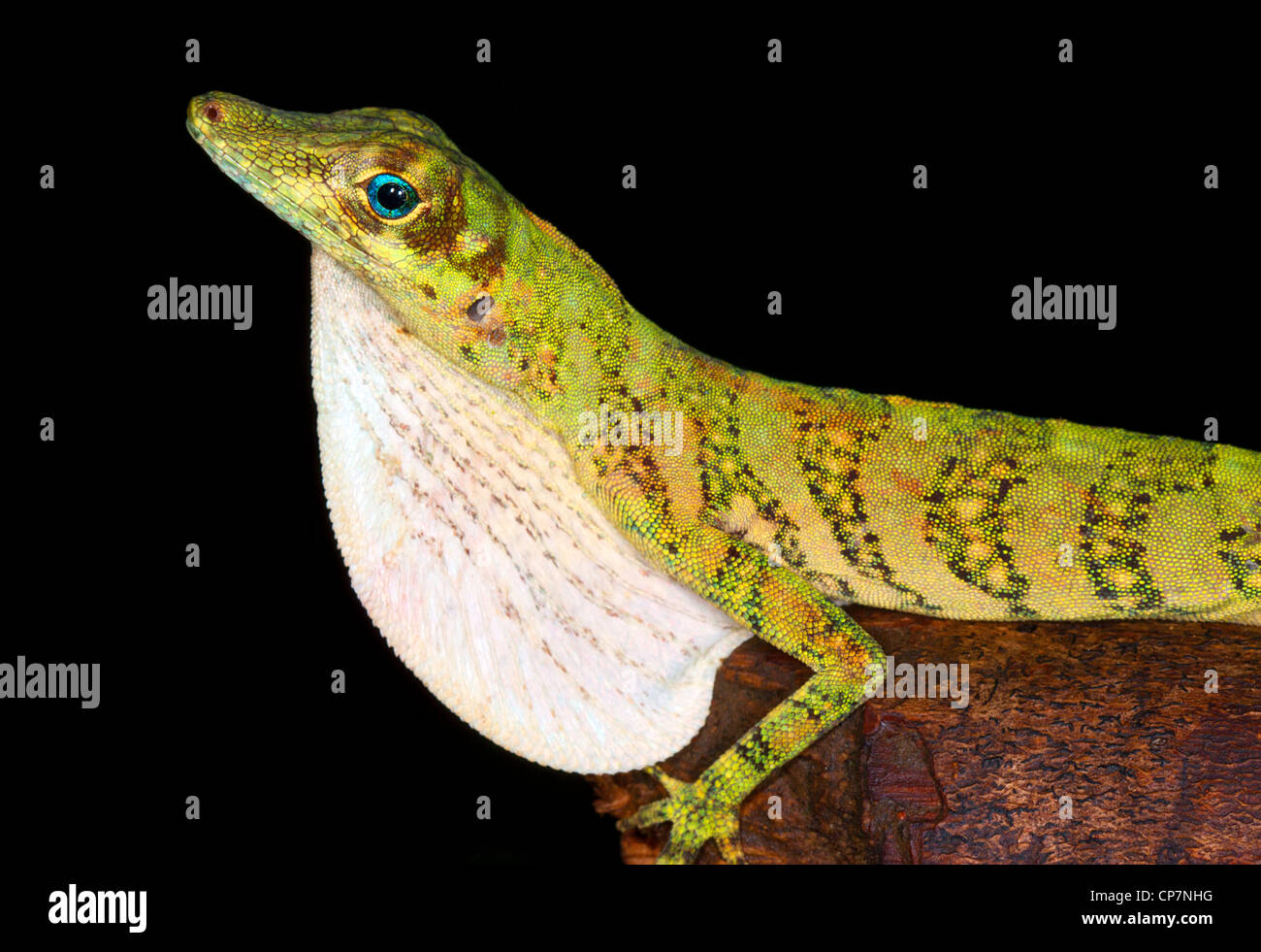 Anole lizard dewlap hi-res stock photography and images - Alamy