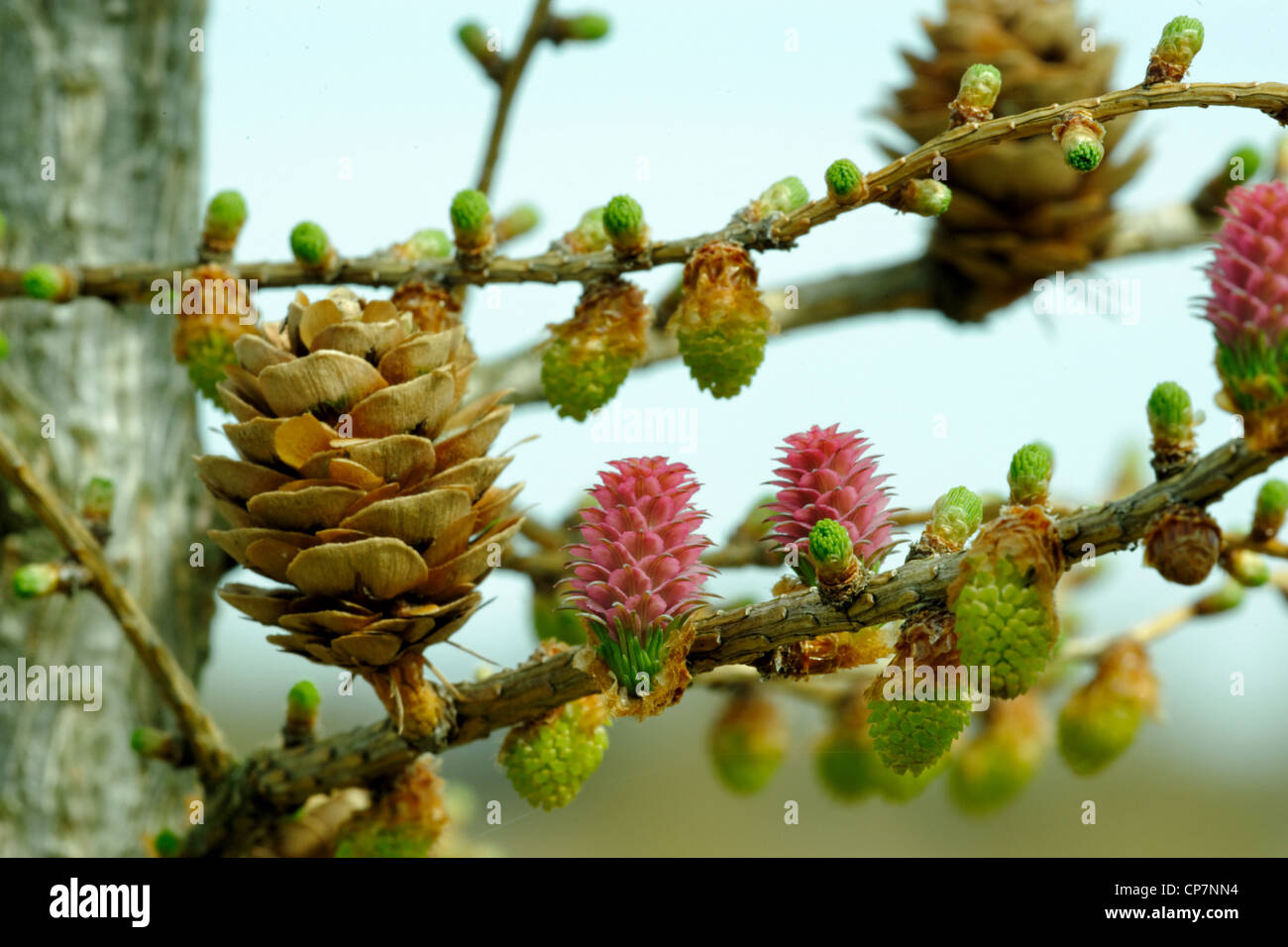 Pollen cones and ovulate cones of larch tree Stock Photo - Alamy