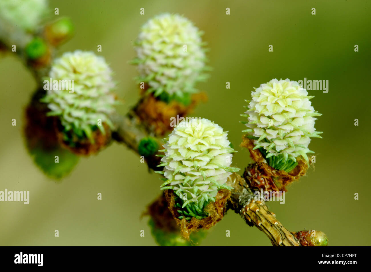 Ovulate cones of larch tree Stock Photo - Alamy