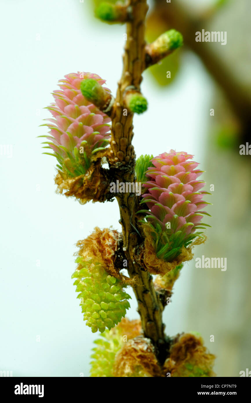 Male cone pollen tree hi-res stock photography and images - Alamy