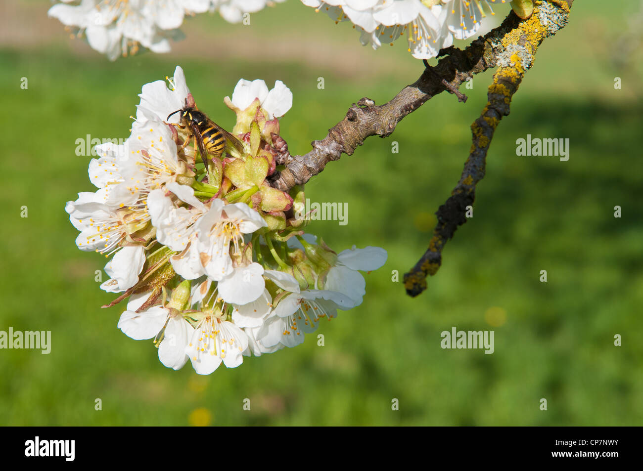 Bloom and bark hi-res stock photography and images - Alamy