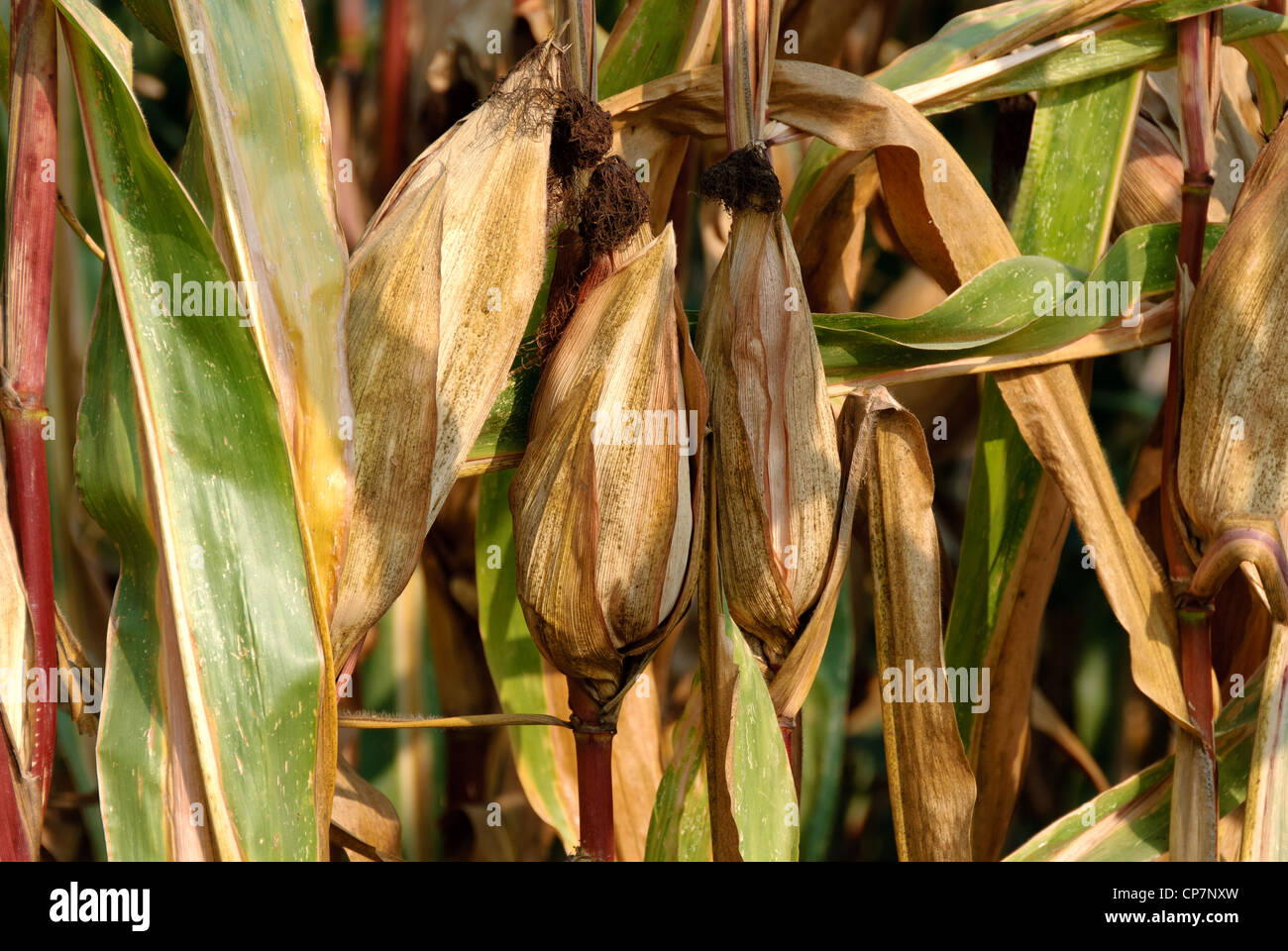 Mature corn plants hi-res stock photography and images - Alamy