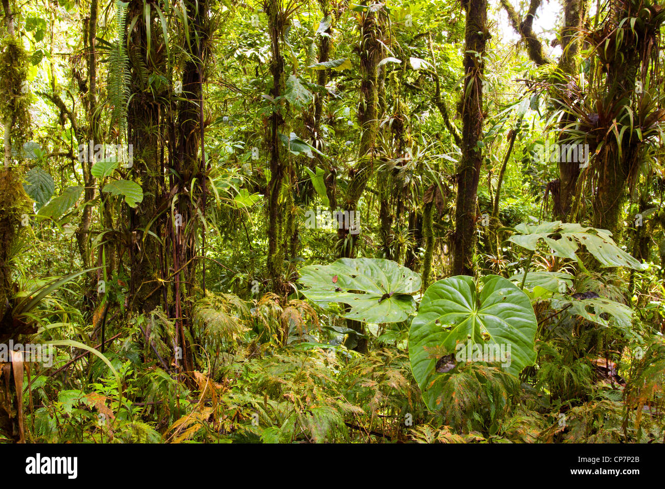 Interior of humid cloudforest on the coastal range in western Ecuador ...