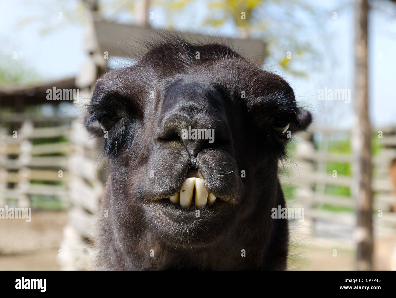 closeup of the nose of a llamas Stock Photo - Alamy