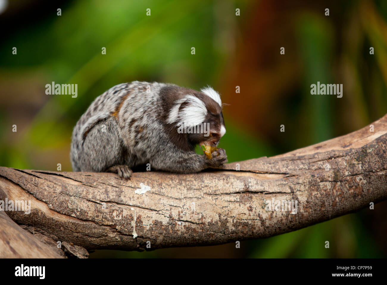 A Marmoset monkey eating fruit in a tree, at butterfly World, Klapmuts ...