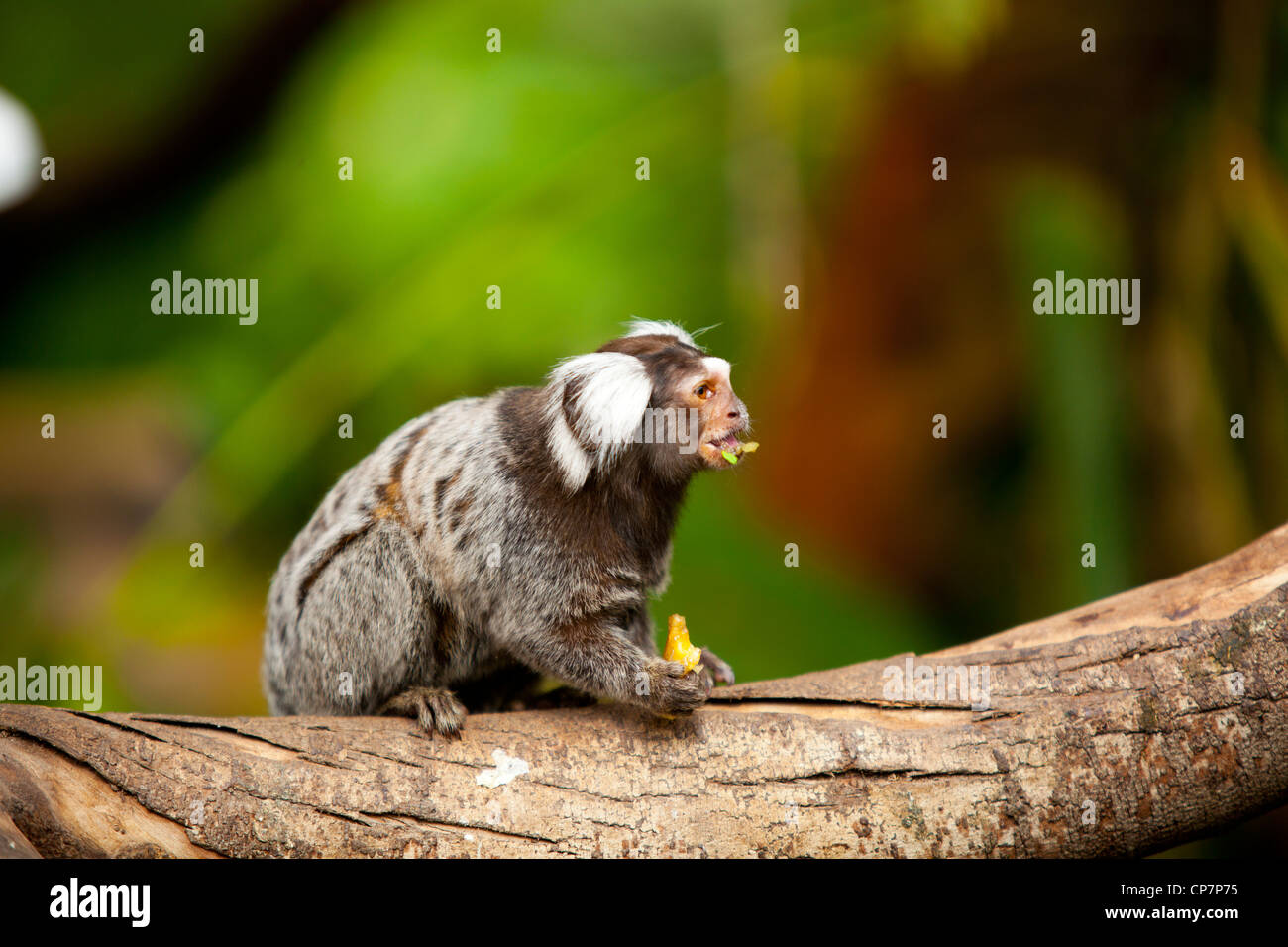 A Marmoset monkey eating fruit in a tree, at butterfly World, Klapmuts ...
