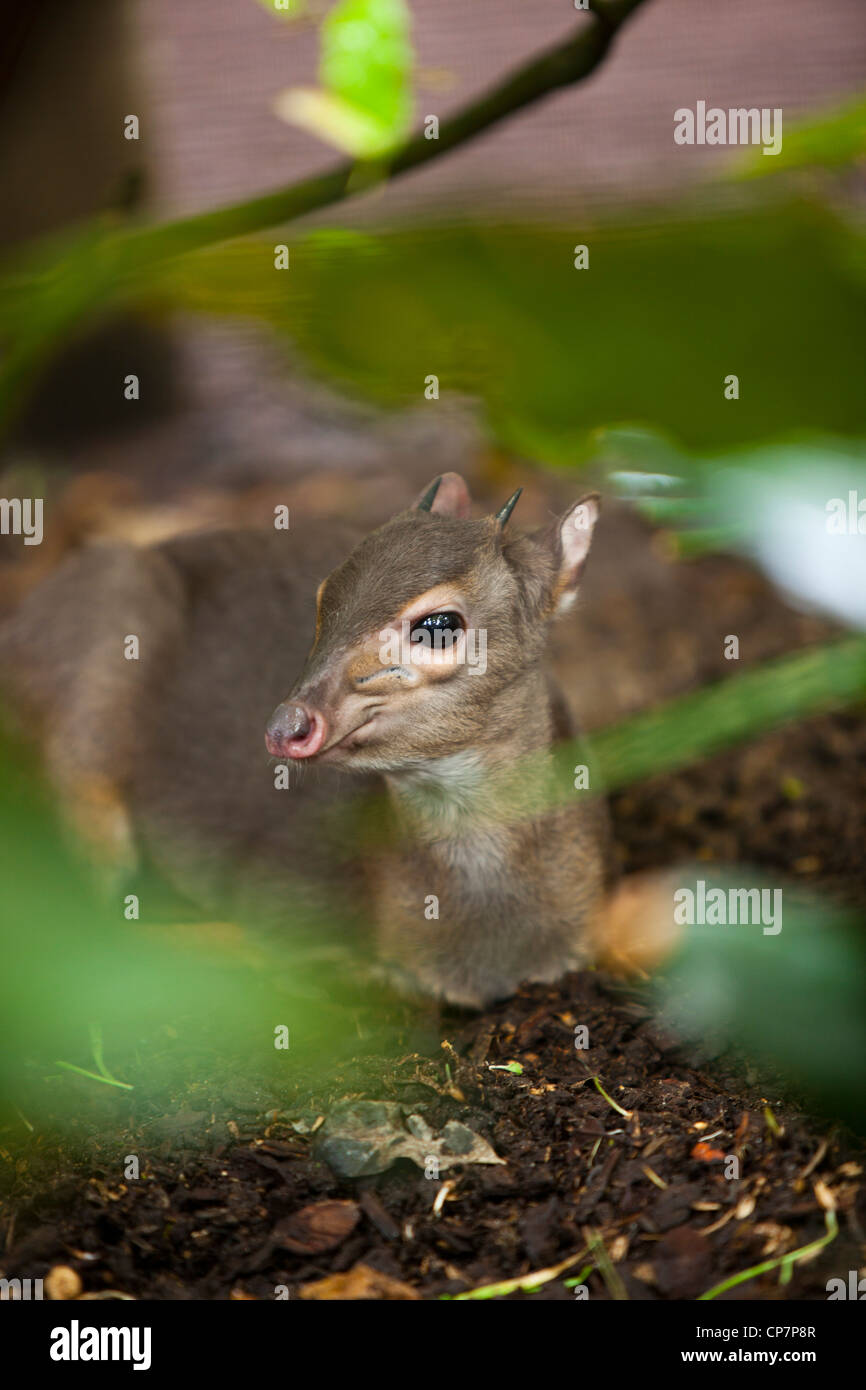 A Blue Duiker through the tree branches at Butterfly world, Klapmuts ...