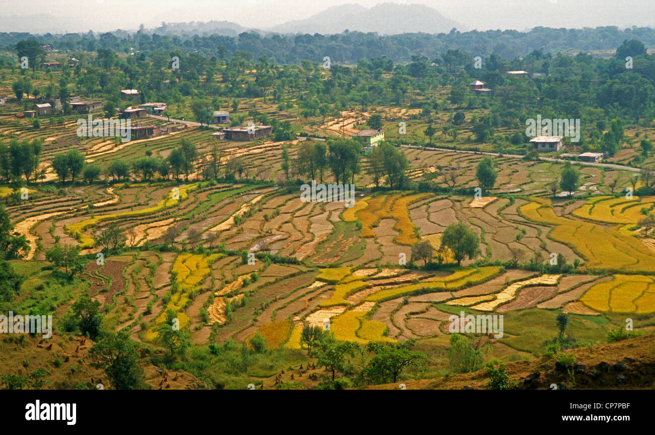 India; Himachal Pradesh, Kangra Valley, farmland, rice fields Stock ...