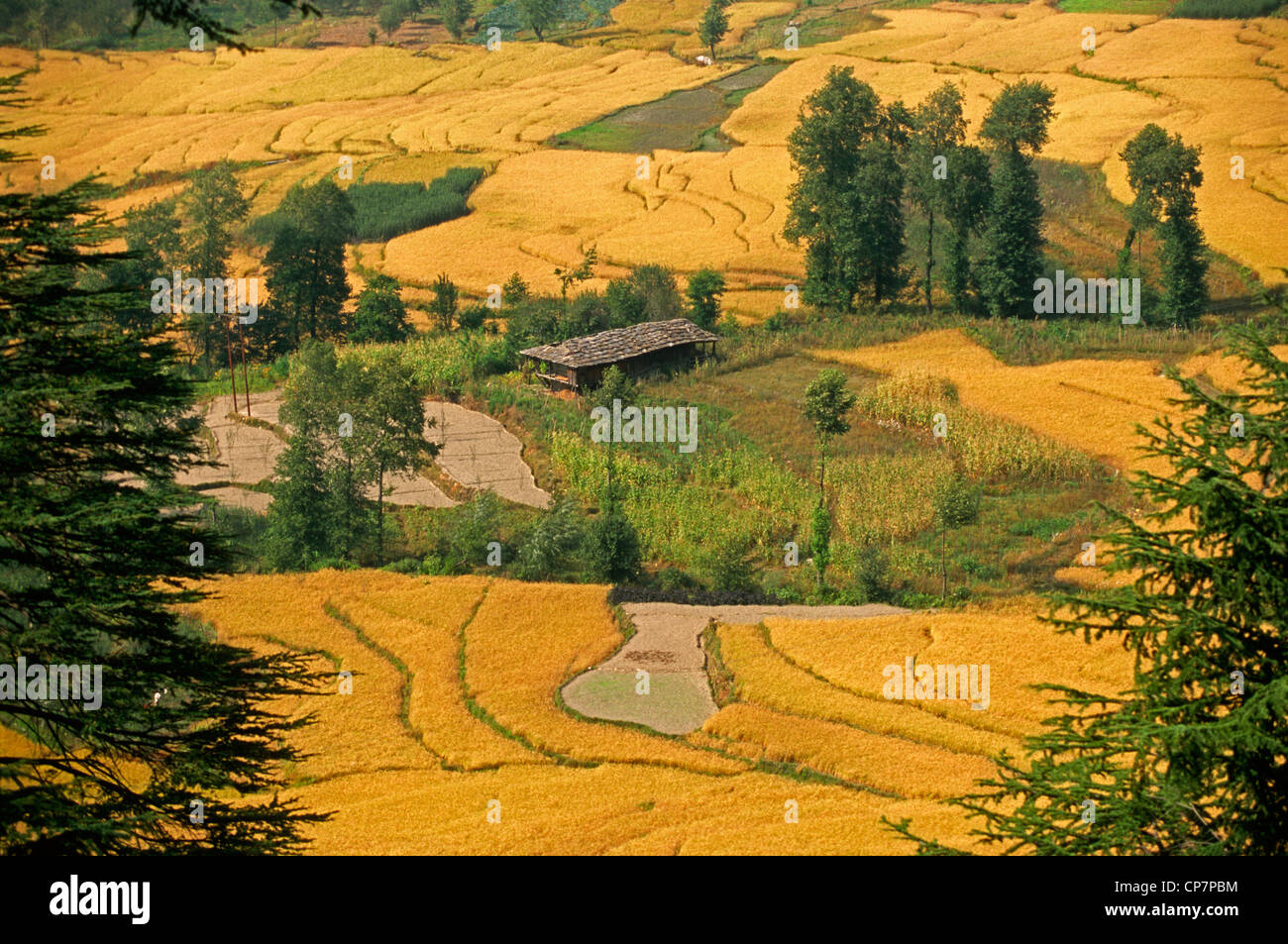 India; Himachal Pradesh, Kullu Valley, terraced rice fields Stock Photo ...