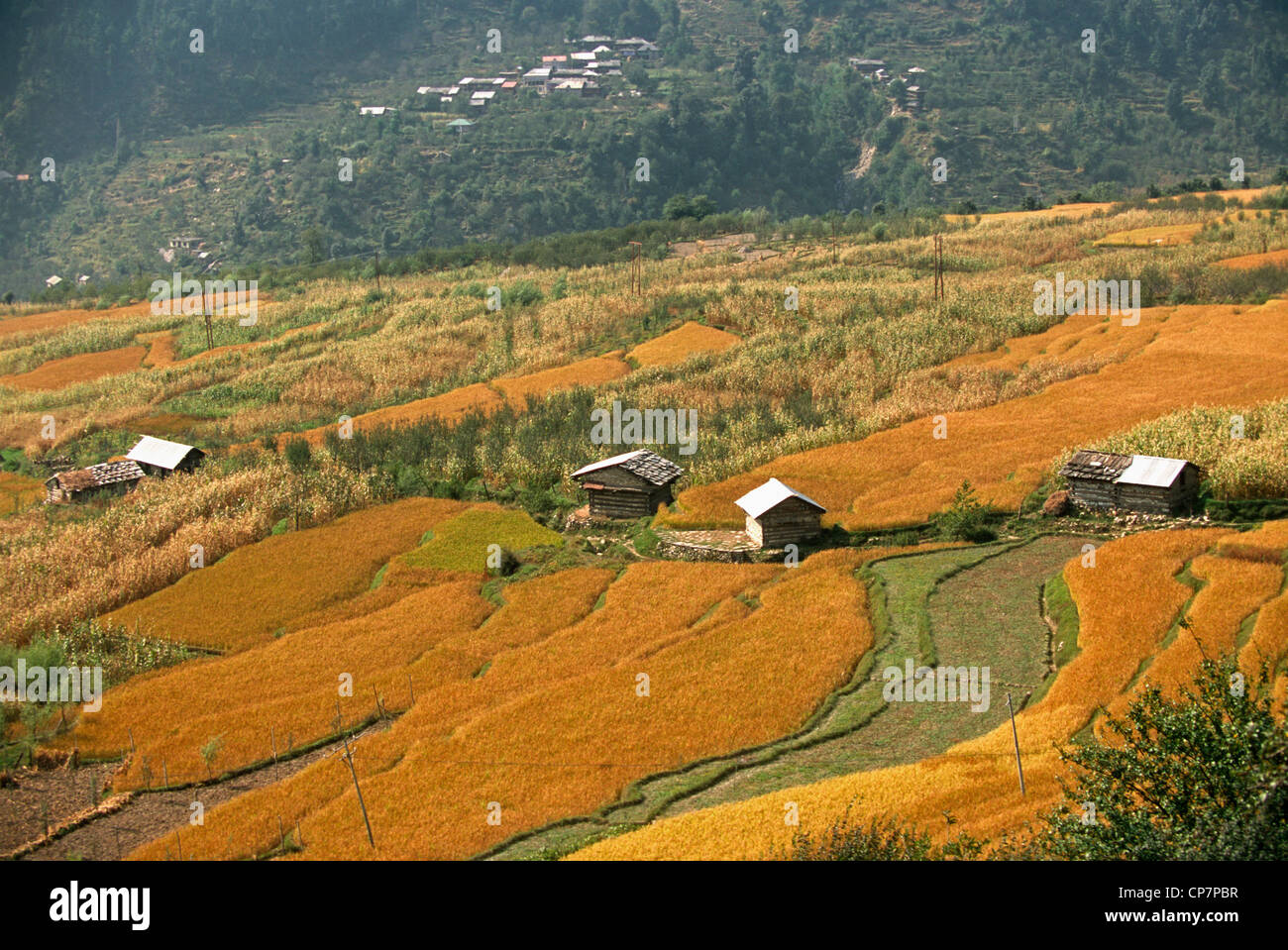 India; Himachal Pradesh, Kullu Valley, terraced rice fields Stock Photo ...
