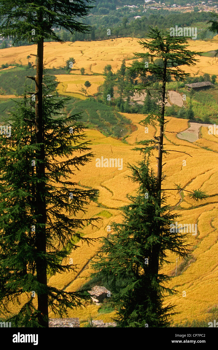 India; Himachal Pradesh, Kullu Valley, terraced rice fields Stock Photo ...