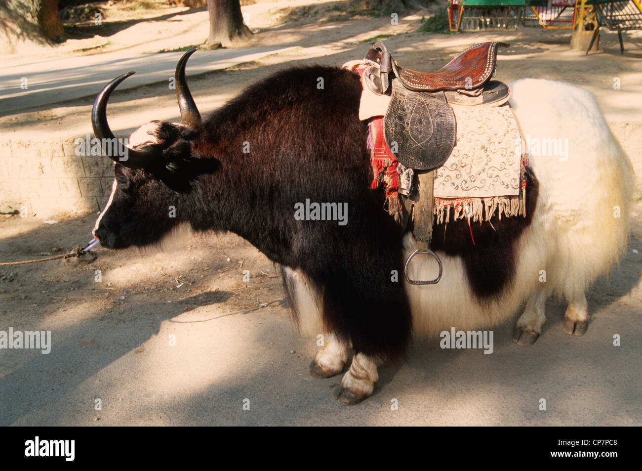 India himachal pradesh manali yak hi-res stock photography and images ...
