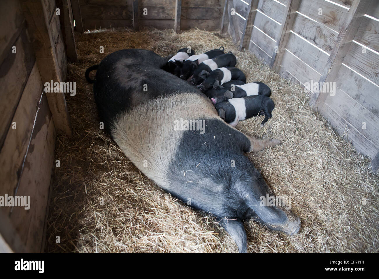 Gloucestershire Old Spot Sow with piglets feeding on her milk in pigsty ...